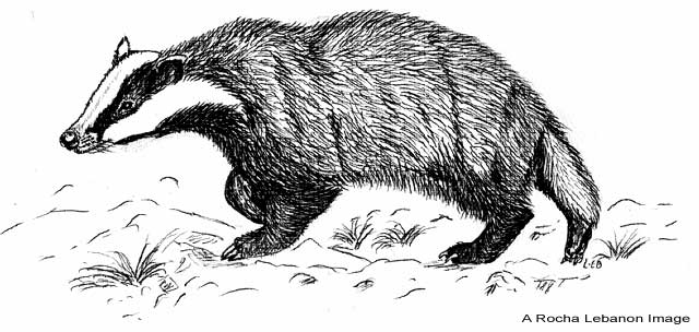 Badgers and relatives – Wild Lebanon
