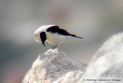 Birds – Wild Lebanon