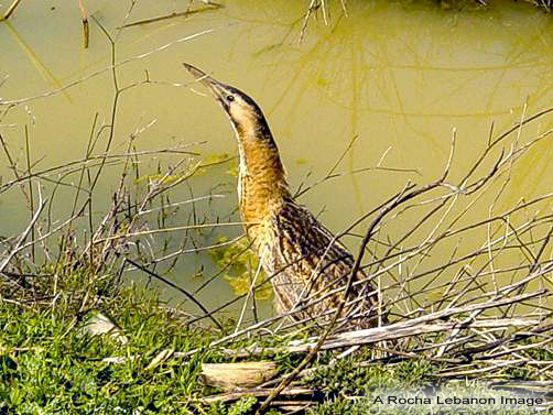 Herons – Wild Lebanon
