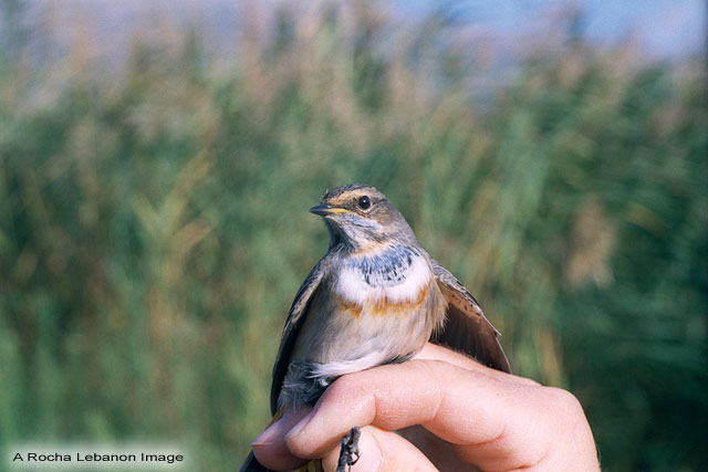 Birds – Wild Lebanon