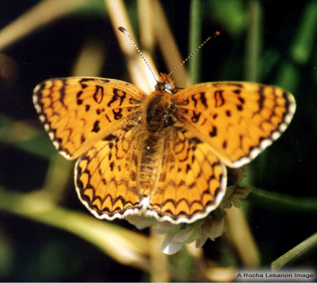 Lepidoptera – Wild Lebanon
