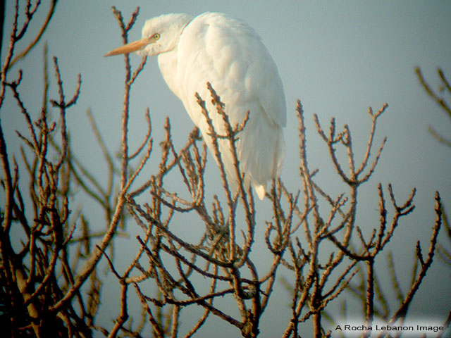Herons – Wild Lebanon
