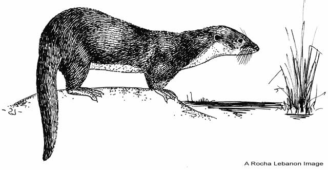 Badgers and relatives – Wild Lebanon