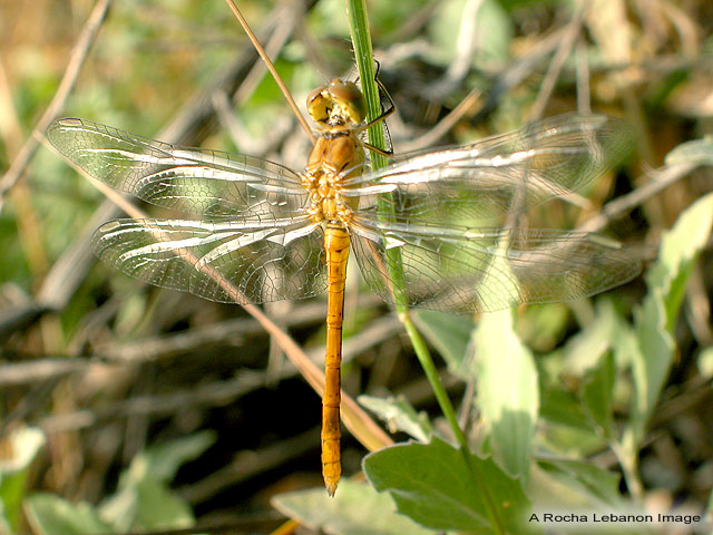Dragonflies & Damselflies – Wild Lebanon