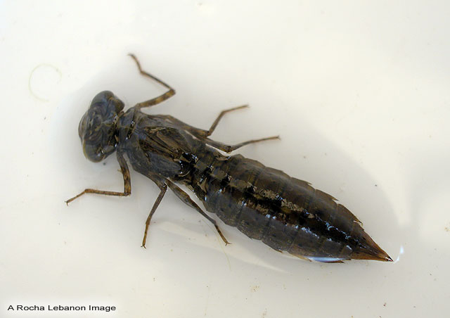 Dragonflies & Damselflies – Wild Lebanon