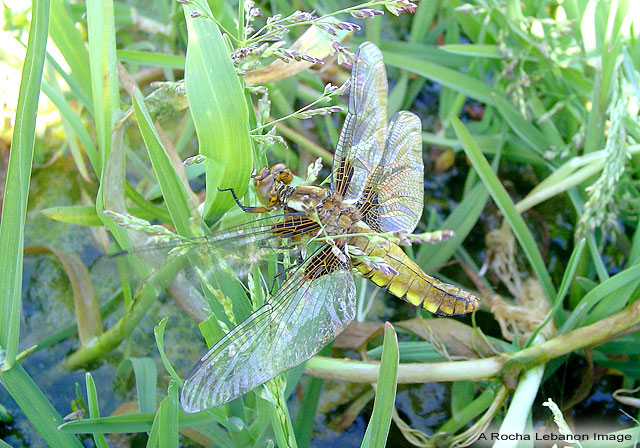 Dragonflies & Damselflies – Wild Lebanon