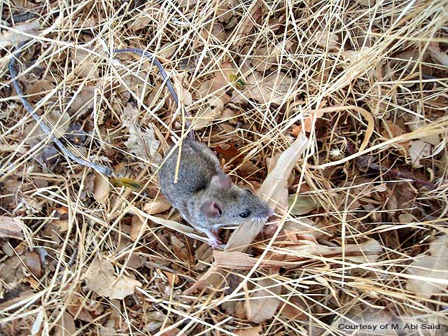 Rongeurs – Wild Lebanon
