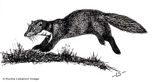 Badgers and relatives – Wild Lebanon