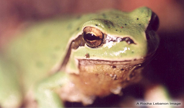 Tree Frog (Hyla savignyi) – Wild Lebanon