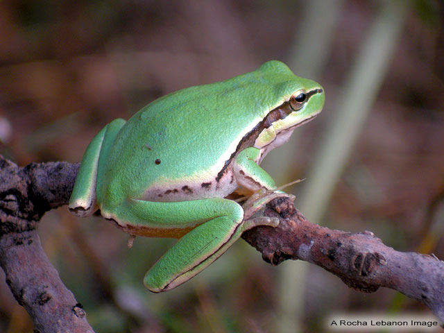 Tree Frog (Hyla savignyi) – Wild Lebanon