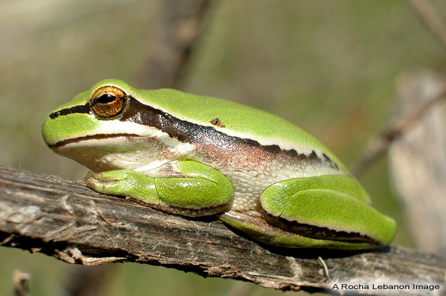 Tree Frog (Hyla savignyi) – Wild Lebanon