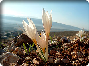 Habitats – Wild Lebanon