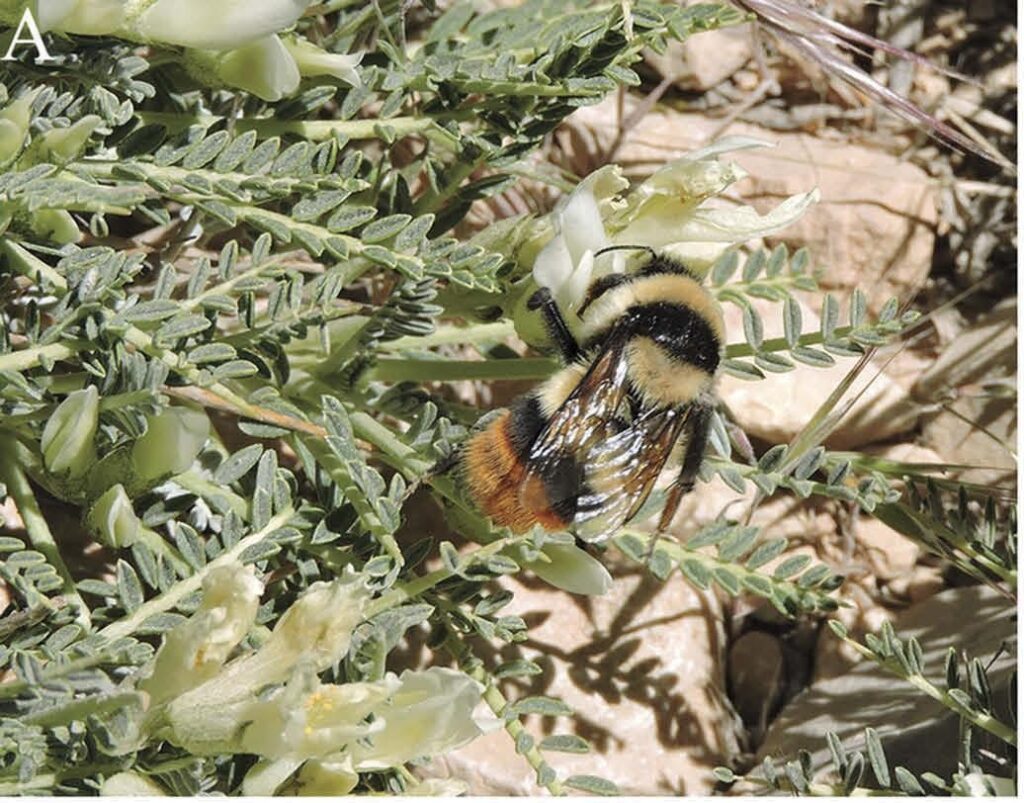 Bees of Lebanon – Wild Lebanon