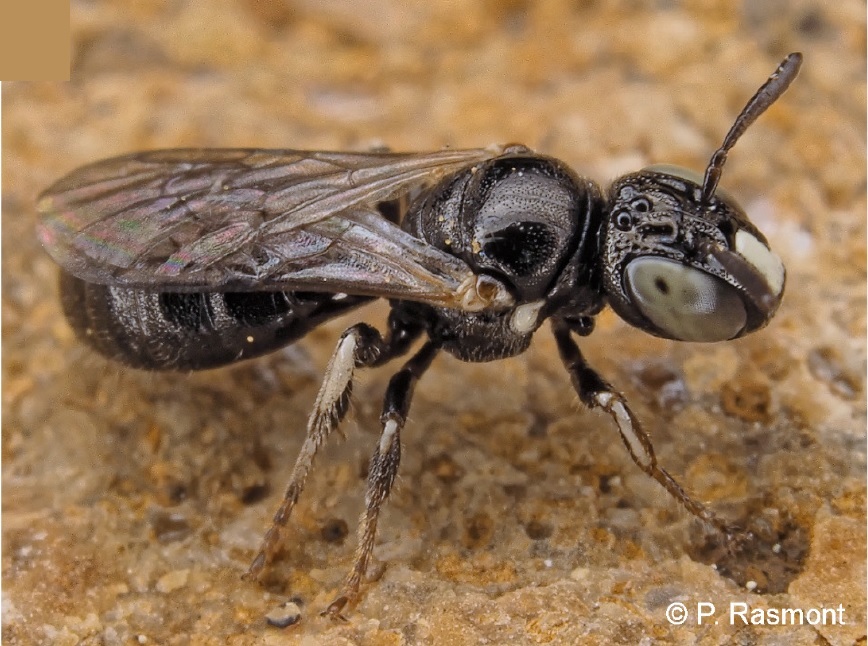 Bees of Lebanon – Wild Lebanon