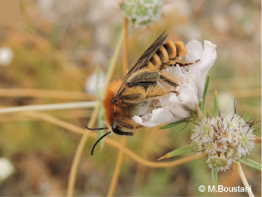 Bees of Lebanon – Wild Lebanon