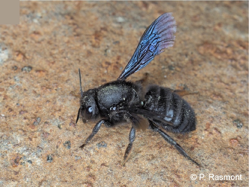 Bees of Lebanon – Wild Lebanon