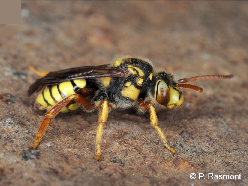 Bees of Lebanon – Wild Lebanon