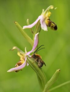 Bees of Lebanon – Wild Lebanon