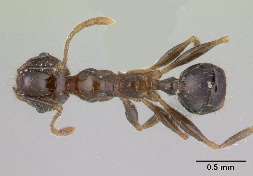 Ants of Lebanon – Wild Lebanon