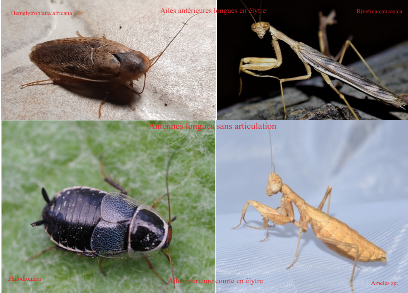 Mantes, blattes (et termites) du Liban (les Dictyoptères) – Wild Lebanon