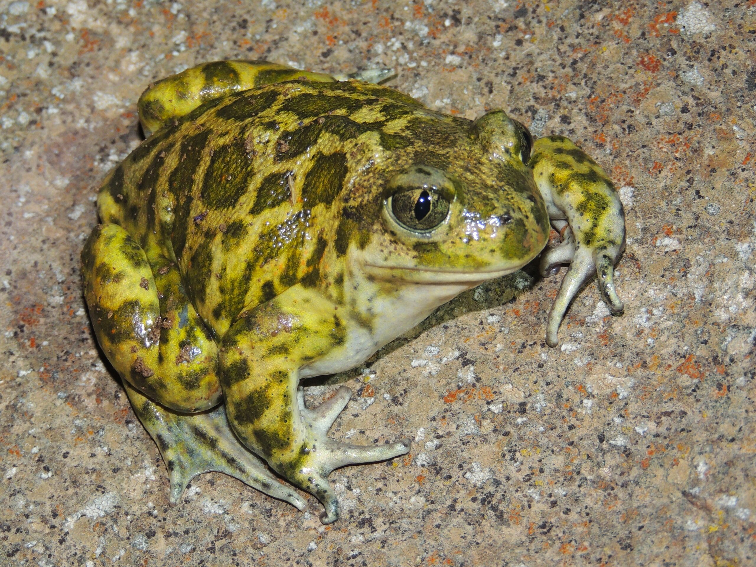 Frogs of Lebanon – Wild Lebanon