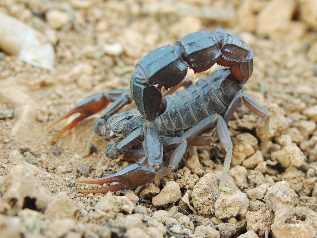 Arachnids: spiders and scorpions of Lebanon – Wild Lebanon