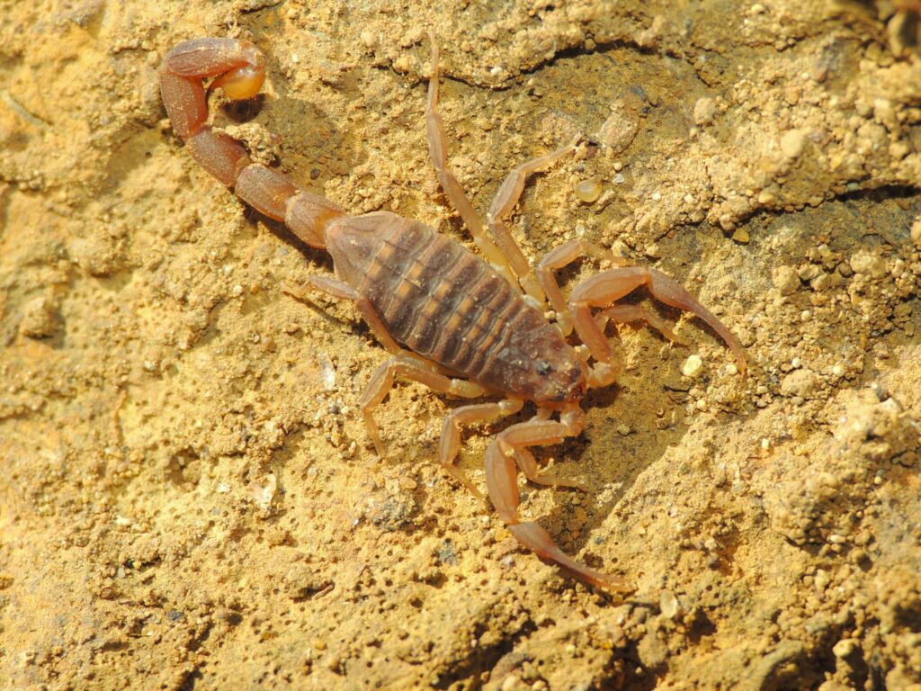 Arachnids: spiders and scorpions of Lebanon – Wild Lebanon