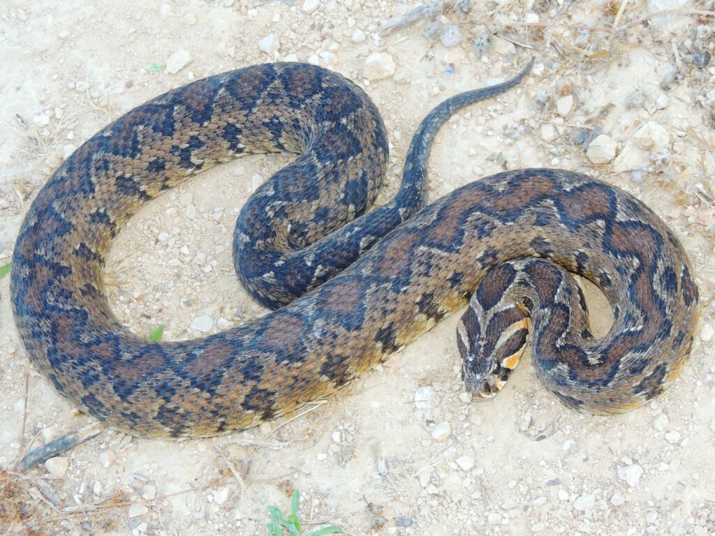 Snakes of Lebanon – Wild Lebanon