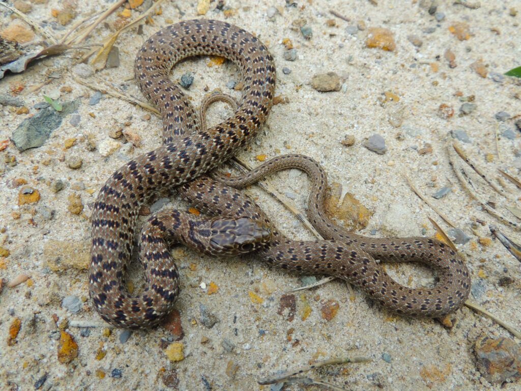 Snakes of Lebanon – Wild Lebanon