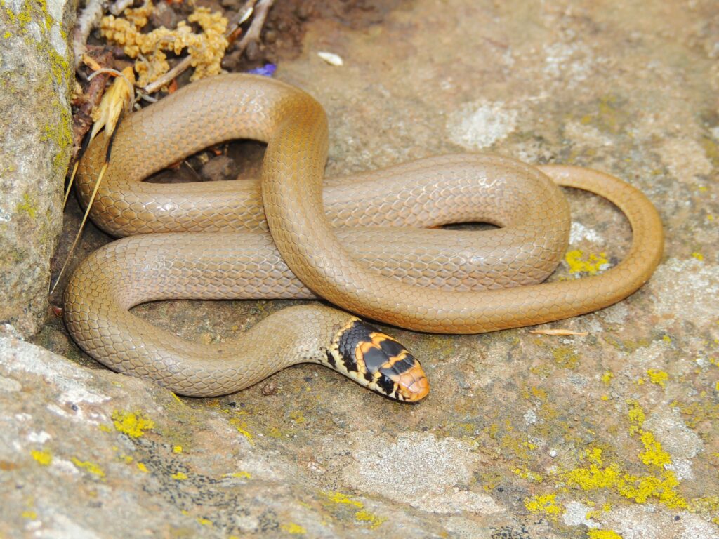 Snakes of Lebanon – Wild Lebanon