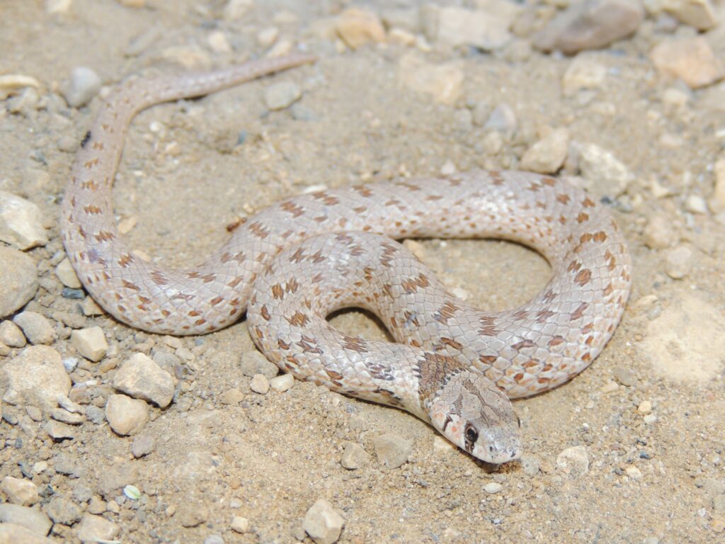 Snakes of Lebanon – Wild Lebanon
