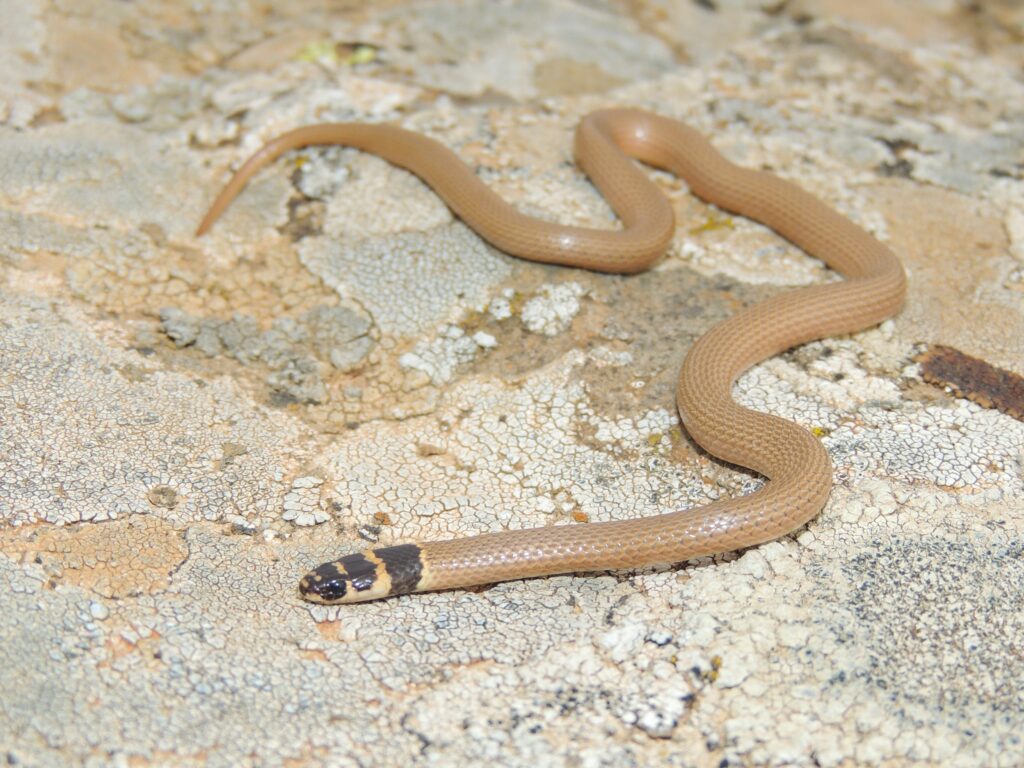Snakes of Lebanon – Wild Lebanon