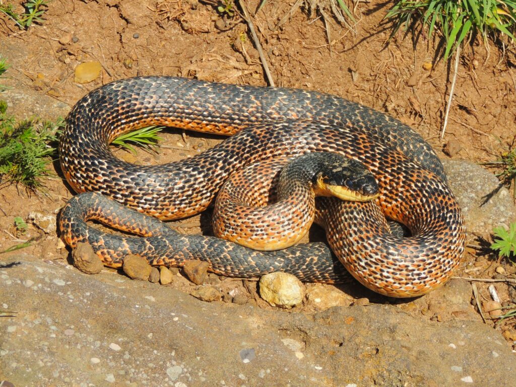 Snakes of Lebanon – Wild Lebanon
