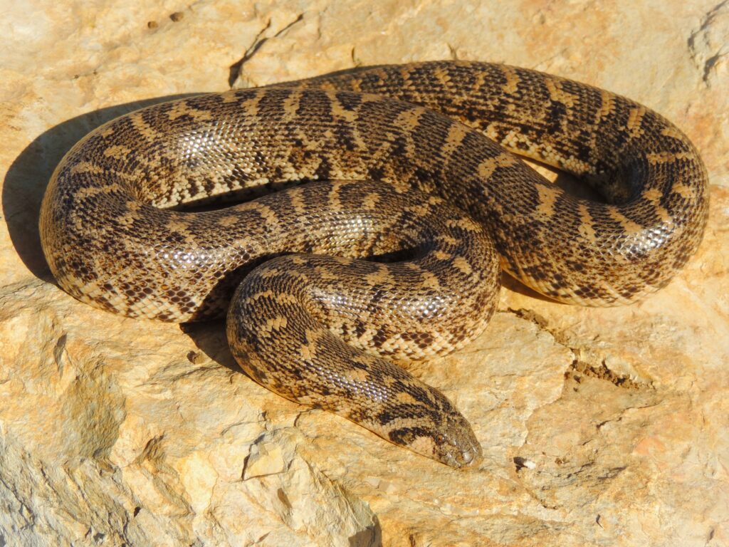 Snakes of Lebanon – Wild Lebanon