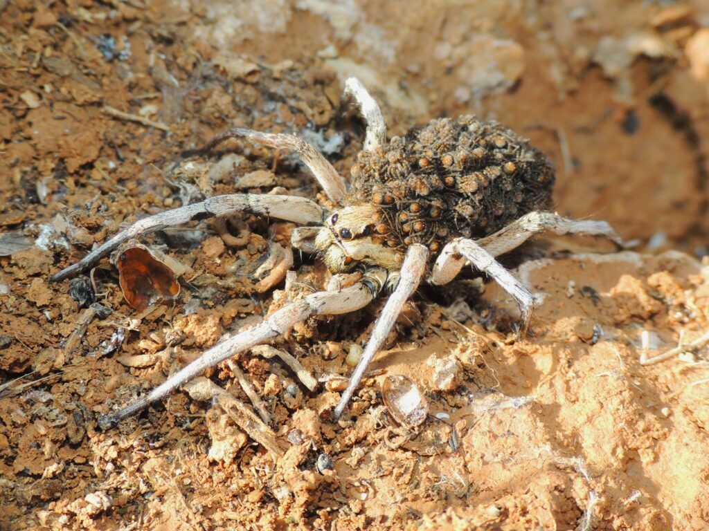 Arachnids: spiders and scorpions of Lebanon – Wild Lebanon