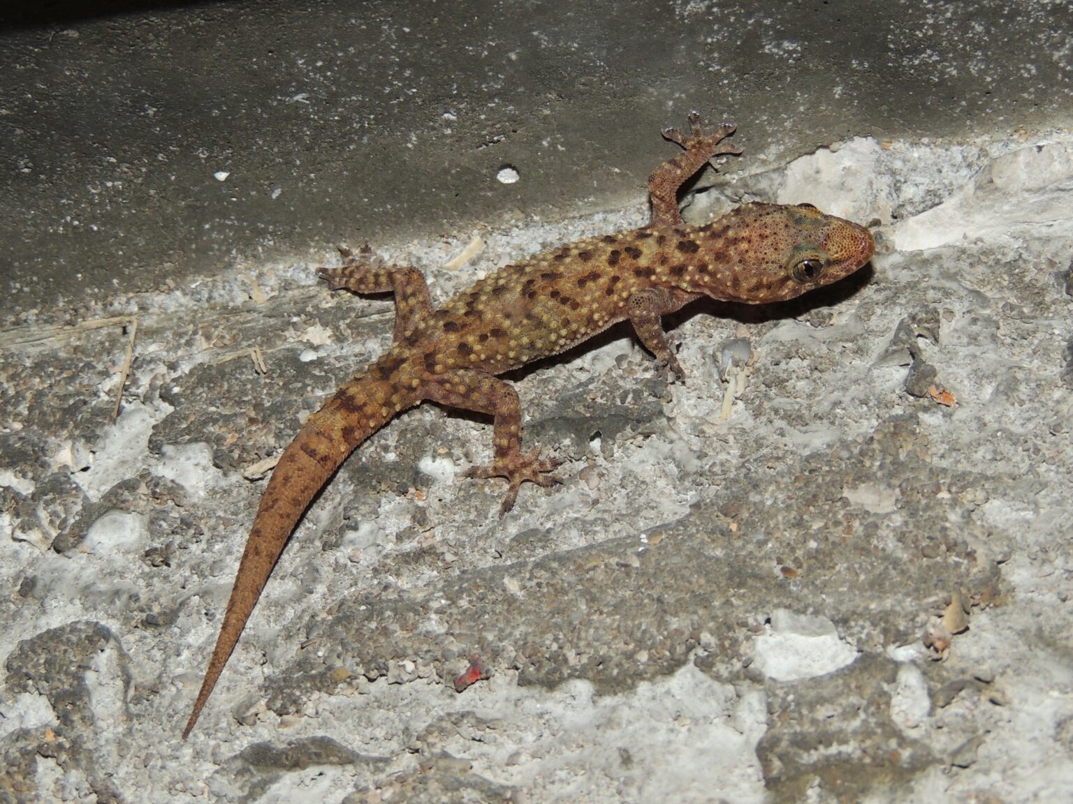 Lizards of Lebanon – Wild Lebanon