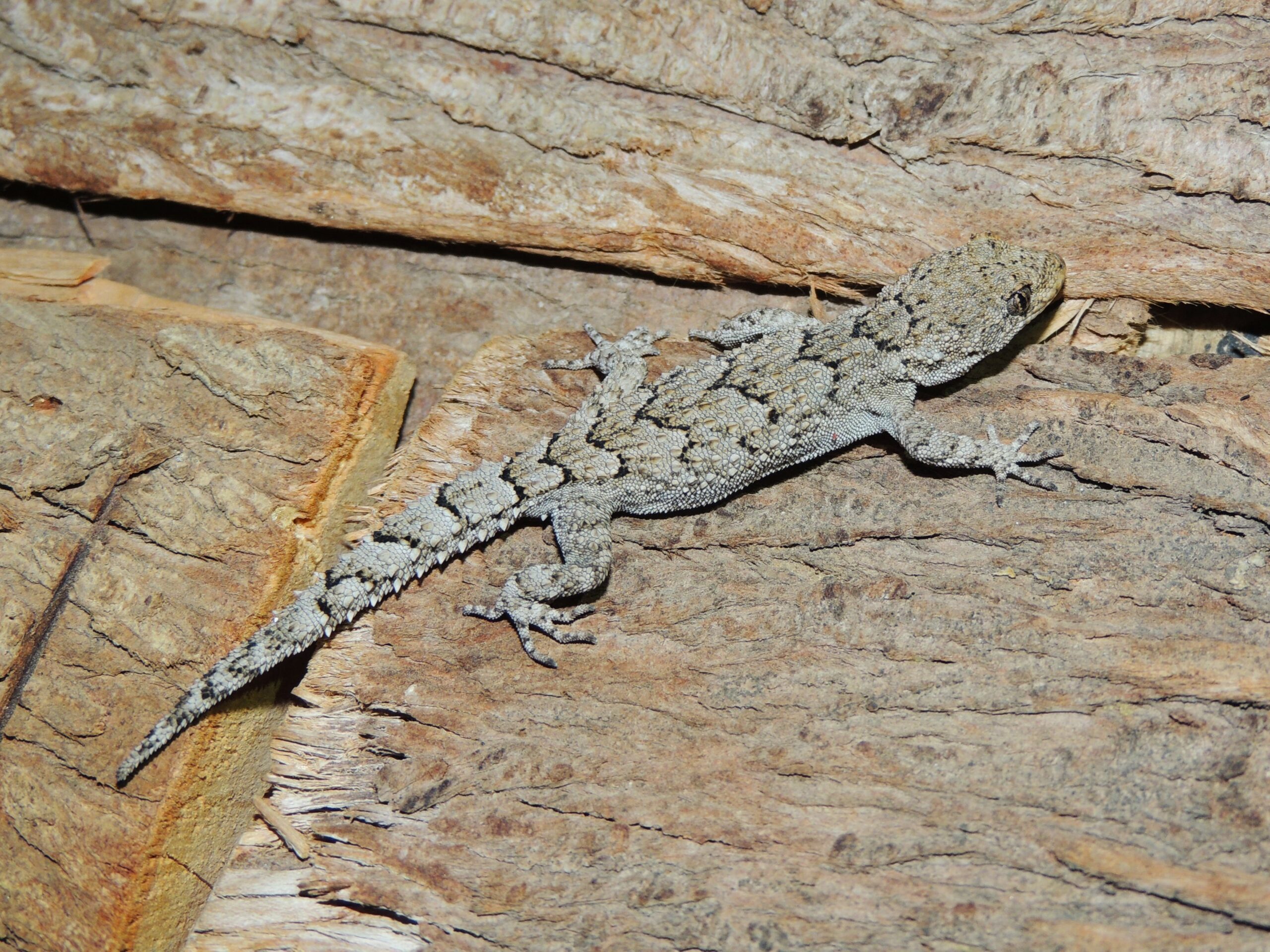 Lizards of Lebanon – Wild Lebanon