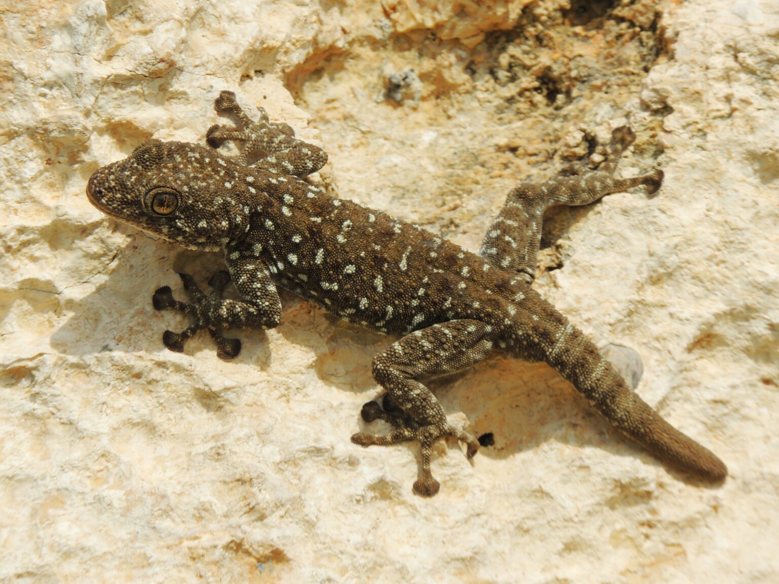 Lizards of Lebanon – Wild Lebanon