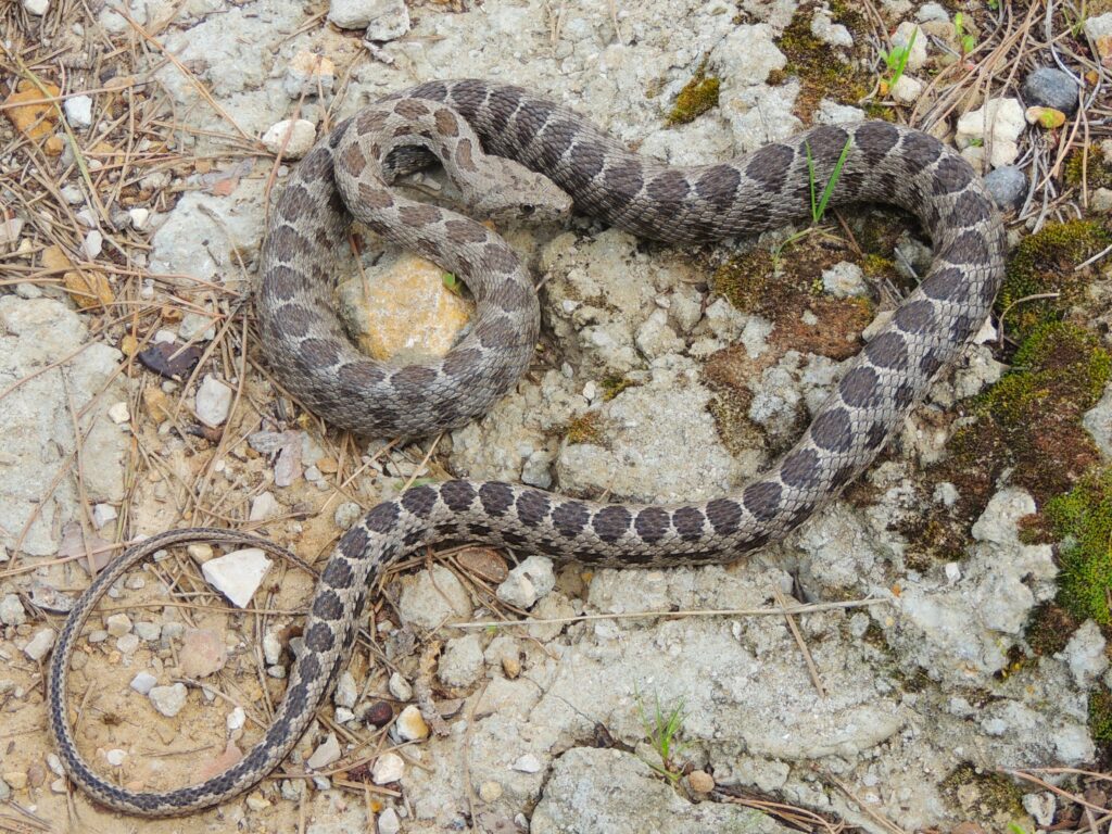 Snakes of Lebanon – Wild Lebanon