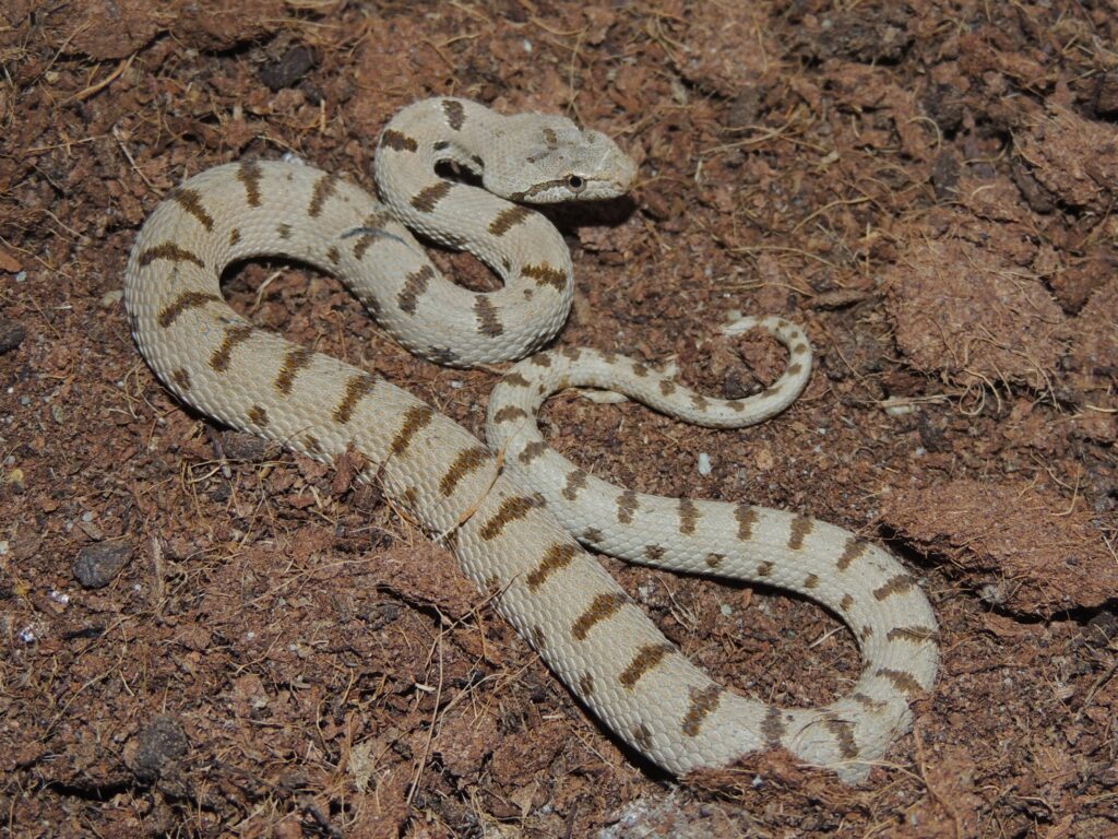 Snakes of Lebanon – Wild Lebanon