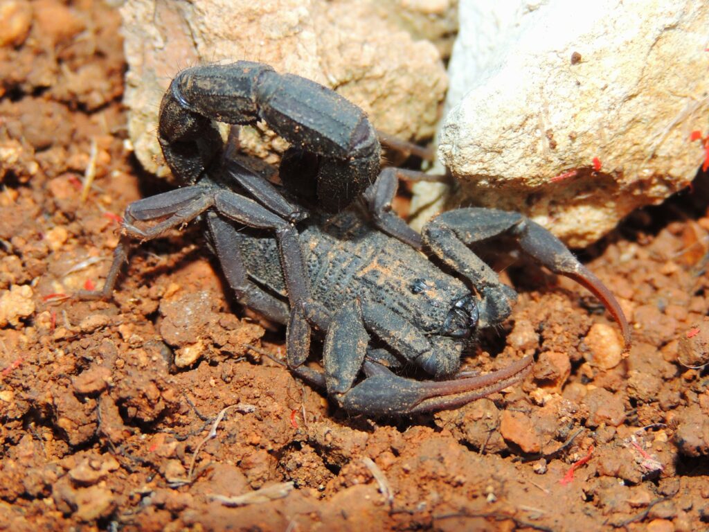 Arachnids: spiders and scorpions of Lebanon – Wild Lebanon