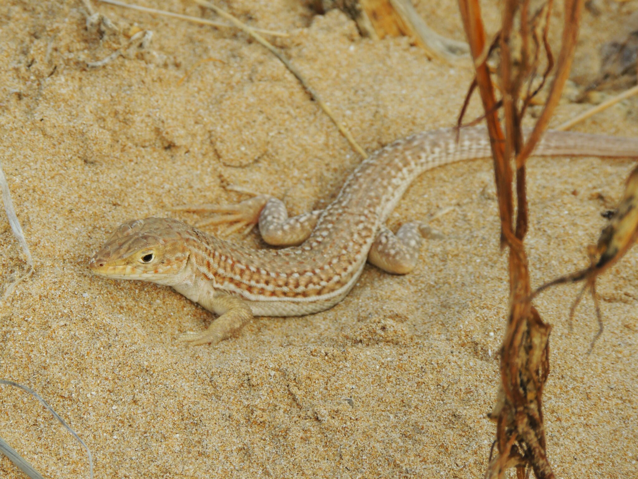 Lizards of Lebanon – Wild Lebanon