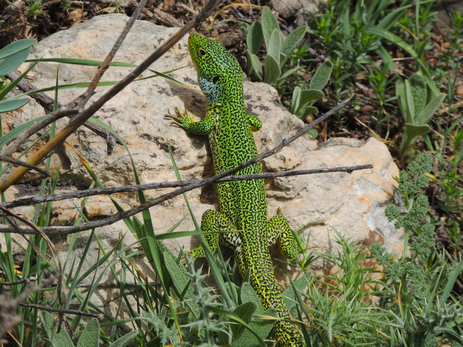 Lizards of Lebanon – Wild Lebanon