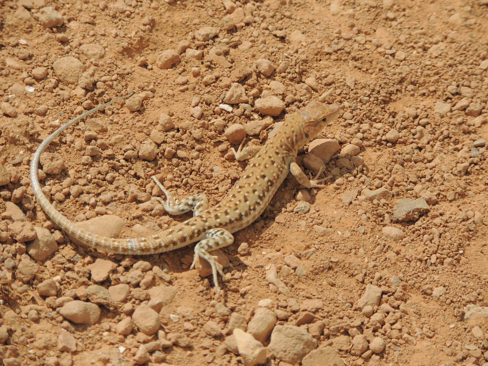 Lizards of Lebanon – Wild Lebanon