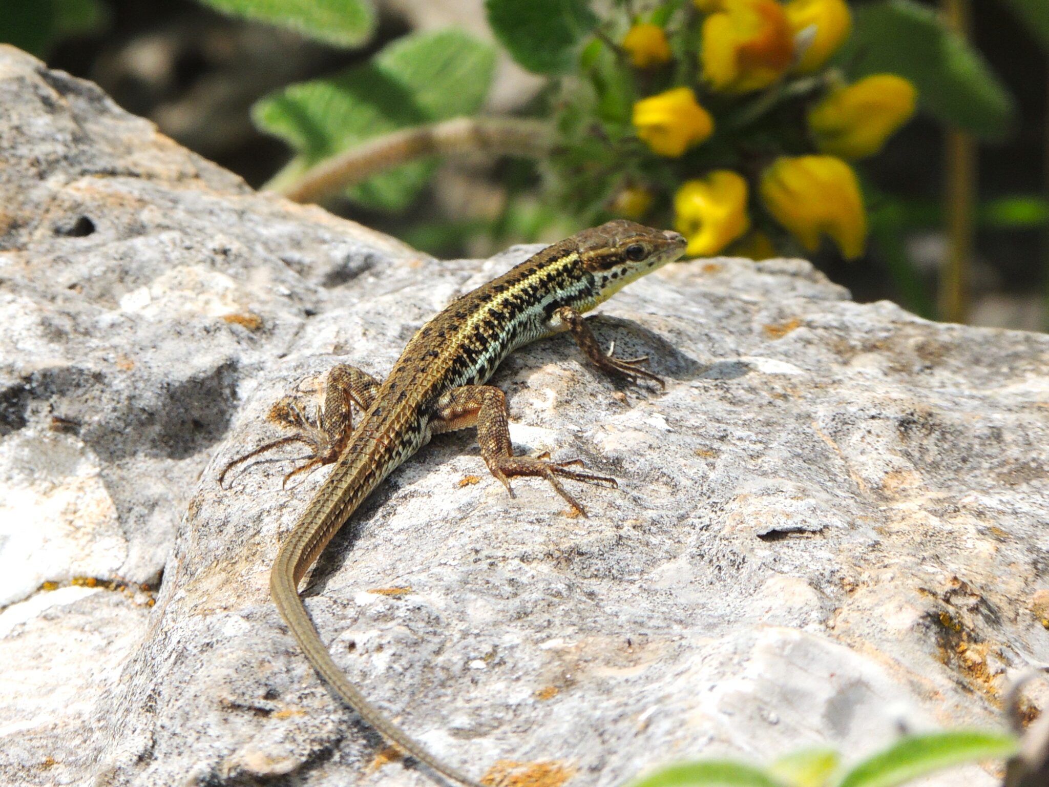 Lizards of Lebanon – Wild Lebanon