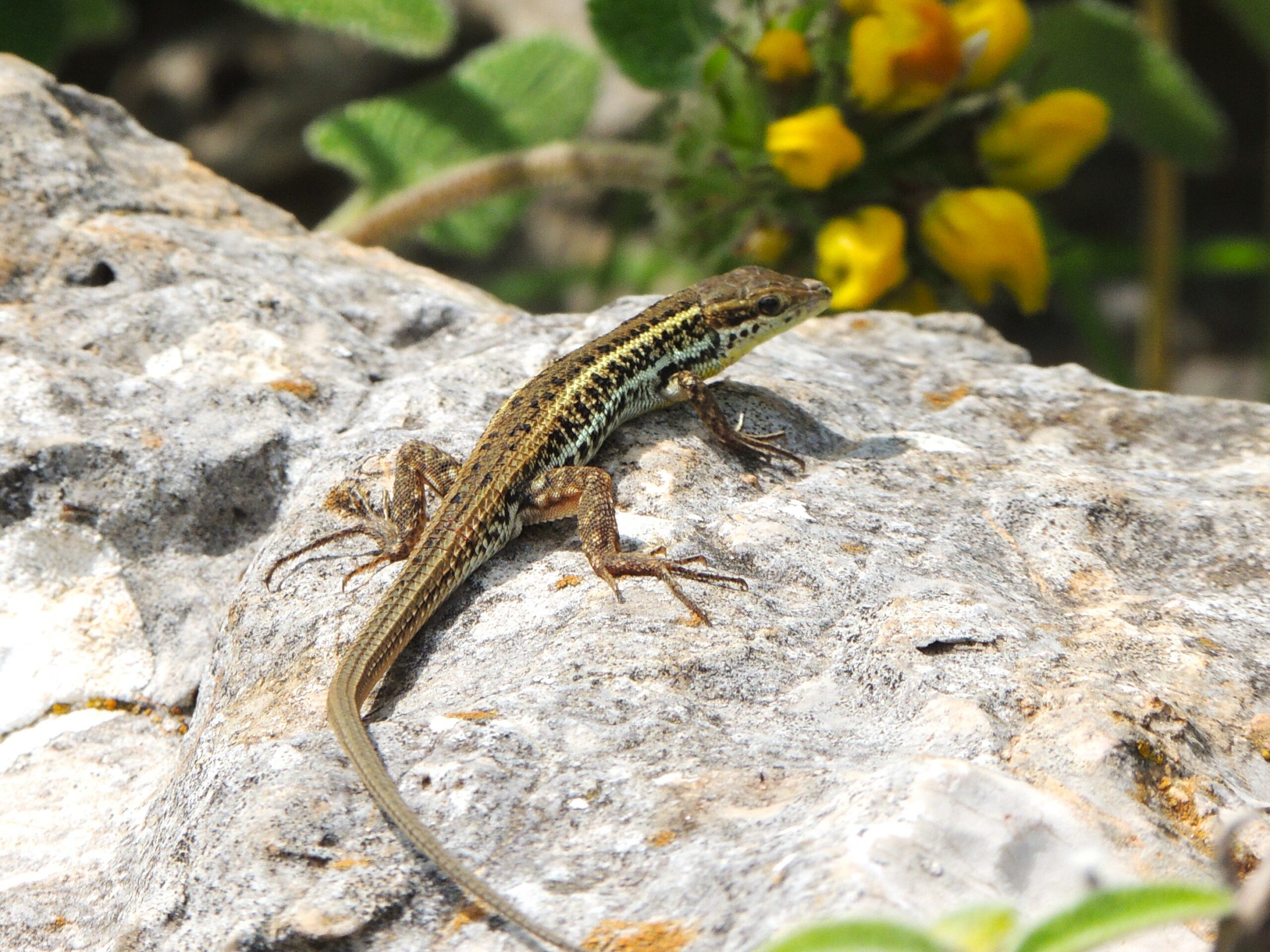 Lizards of Lebanon – Wild Lebanon