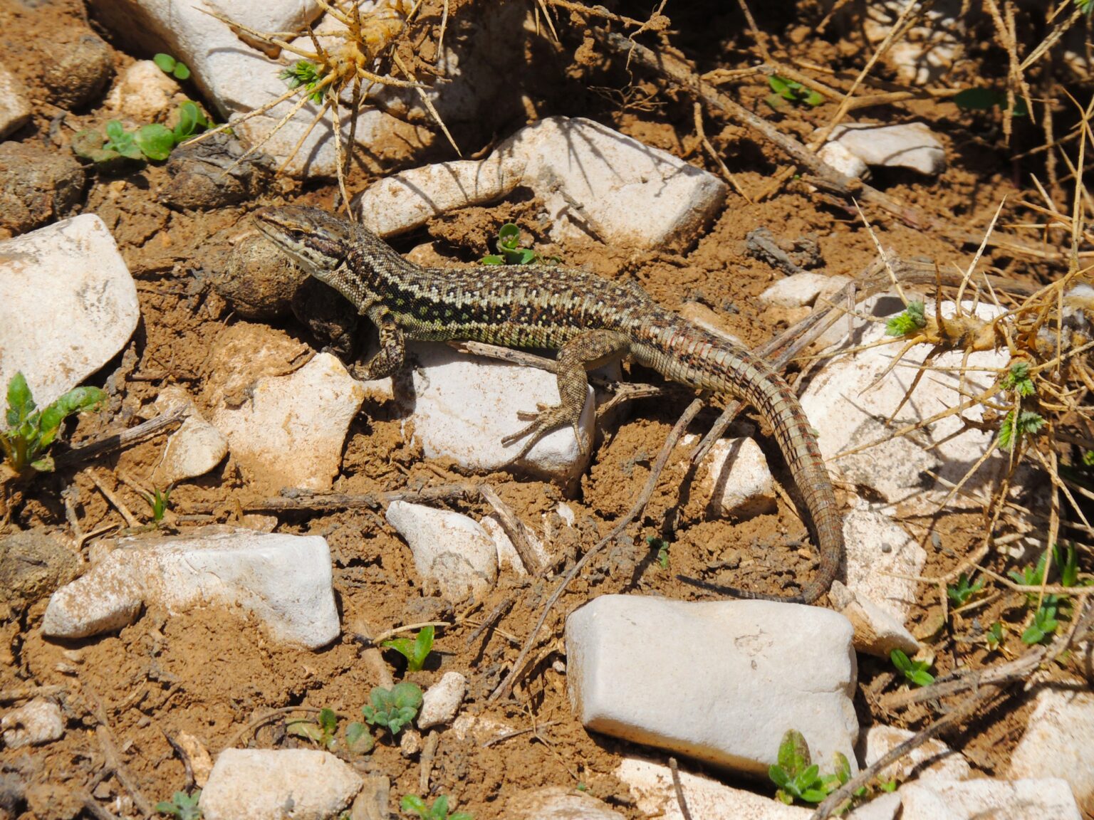 Lizards of Lebanon – Wild Lebanon