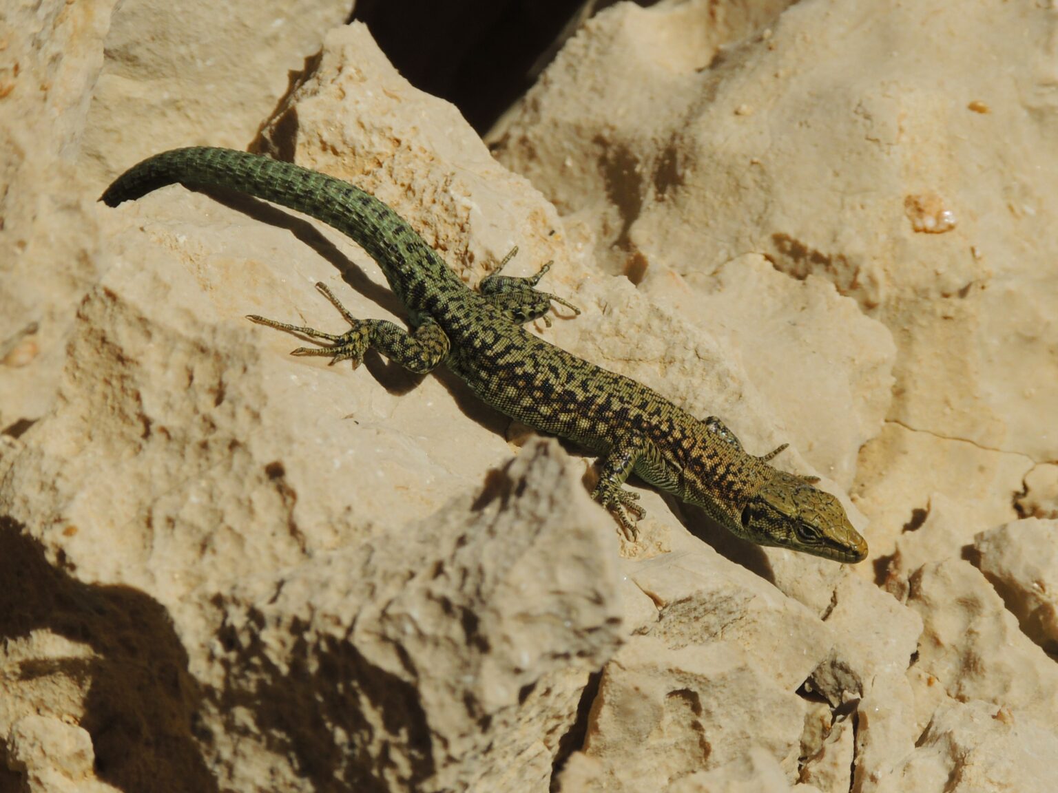 Lizards of Lebanon – Wild Lebanon