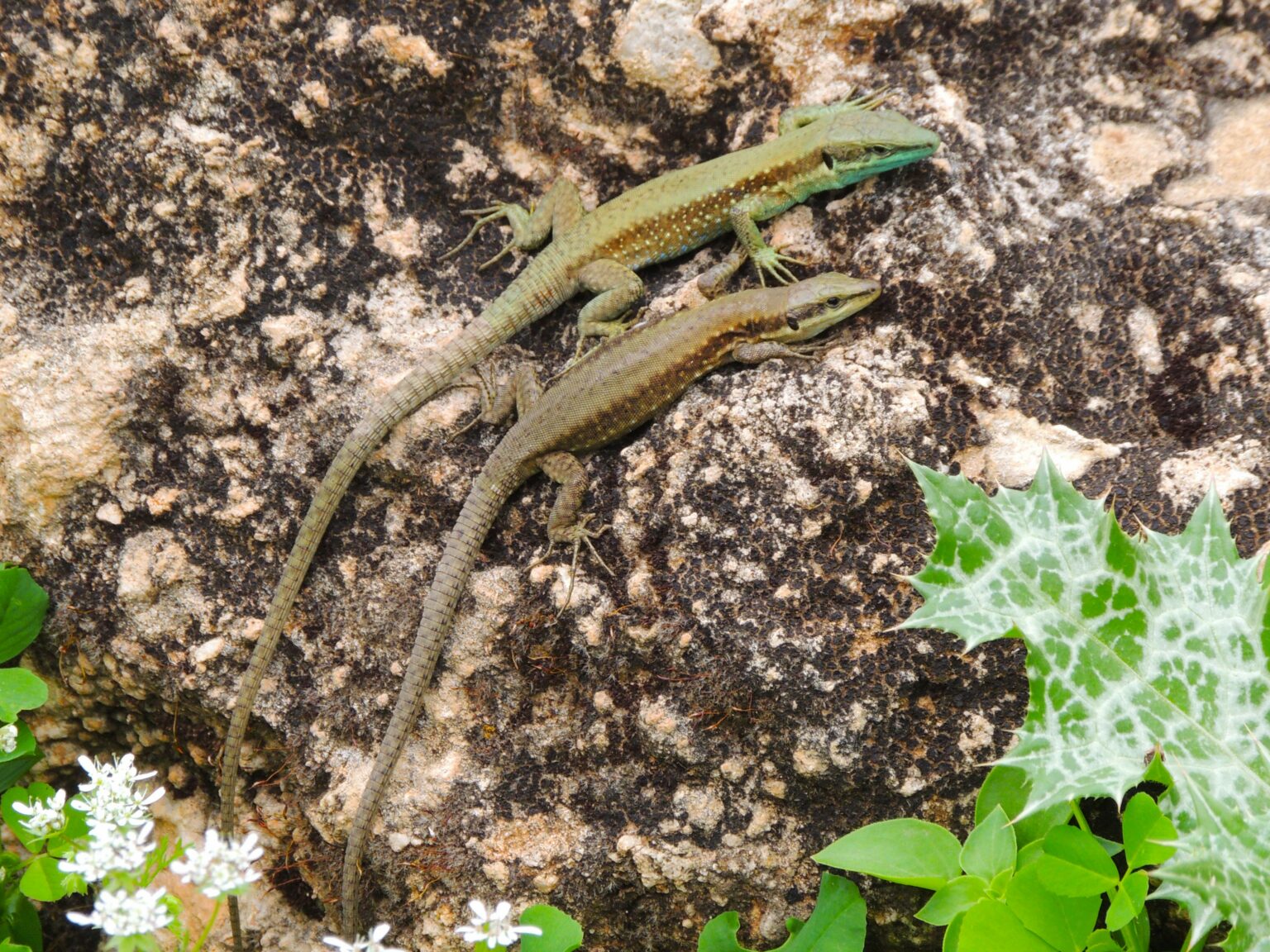 Lizards of Lebanon – Wild Lebanon