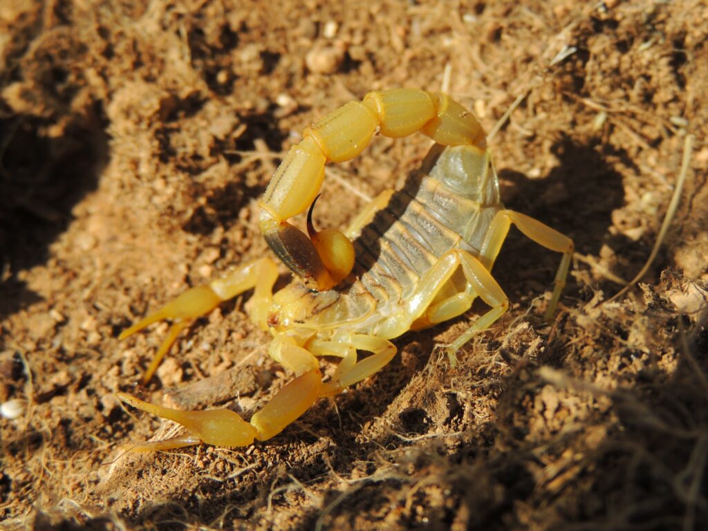 Arachnids: spiders and scorpions of Lebanon – Wild Lebanon